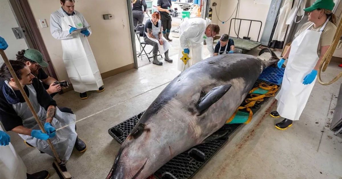 У Новій Зеландії вчені провели розтин найрідкіснішого виду зубатих ...