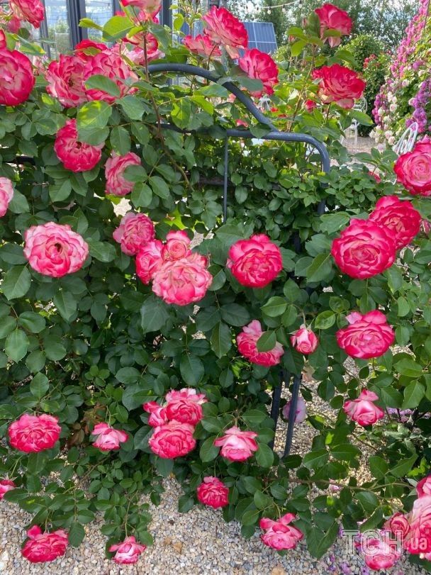 Секрет садівника: як змусити троянди цвісти пишно і все літо — Дім