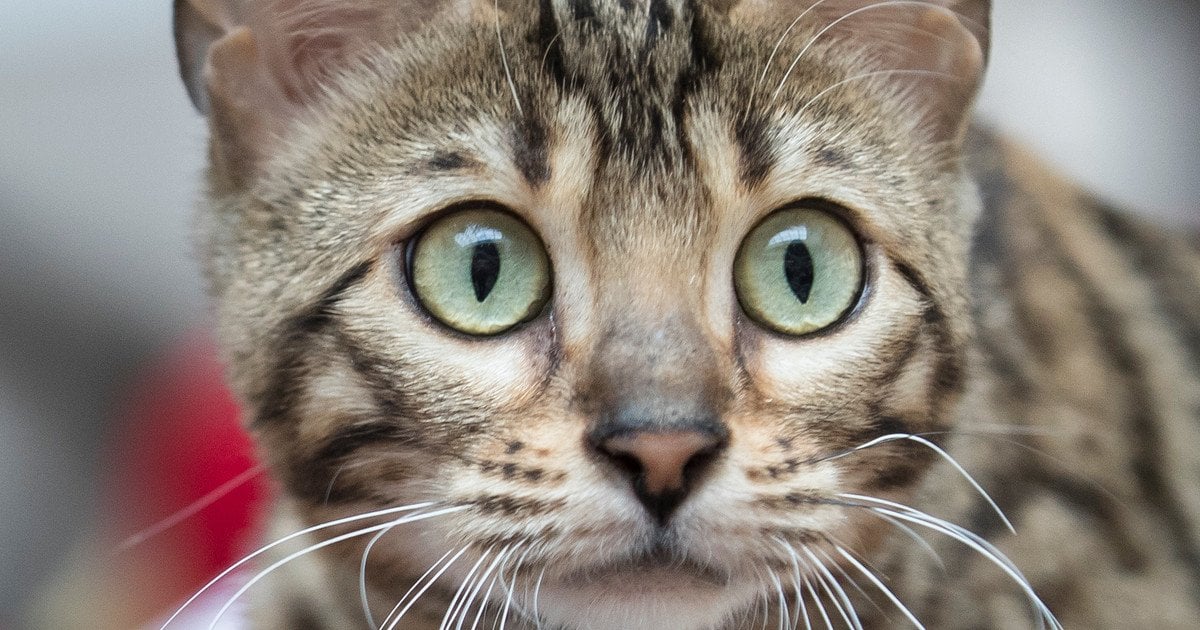 Найкращі породи кішок, які підійдуть людям з алергією — Дім