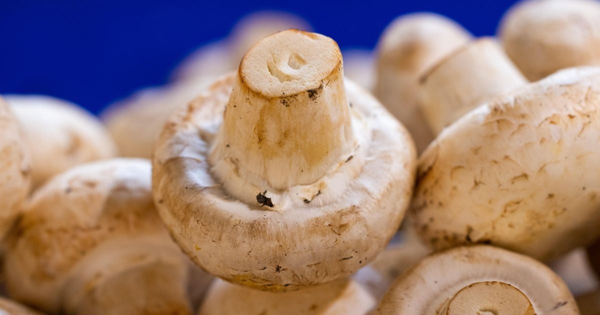 Смаження грибів без потемніння – простий спосіб зберегти колір і ...