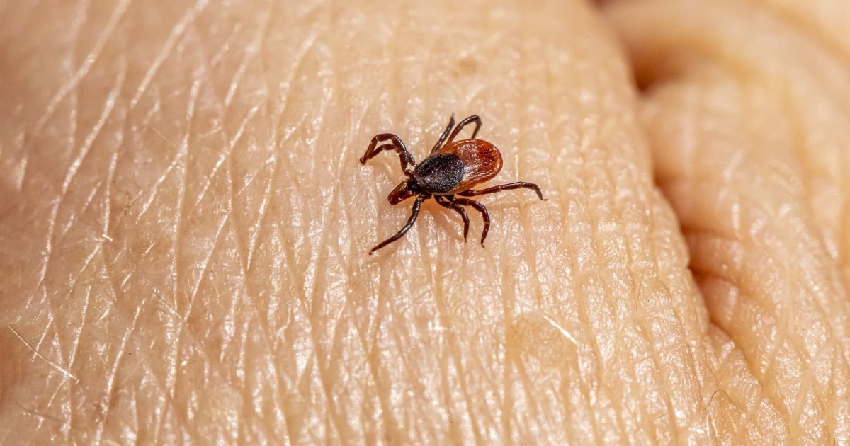 Кліщі в Україні: де найчастіше фіксуються укуси та хвороби — Укрaїнa