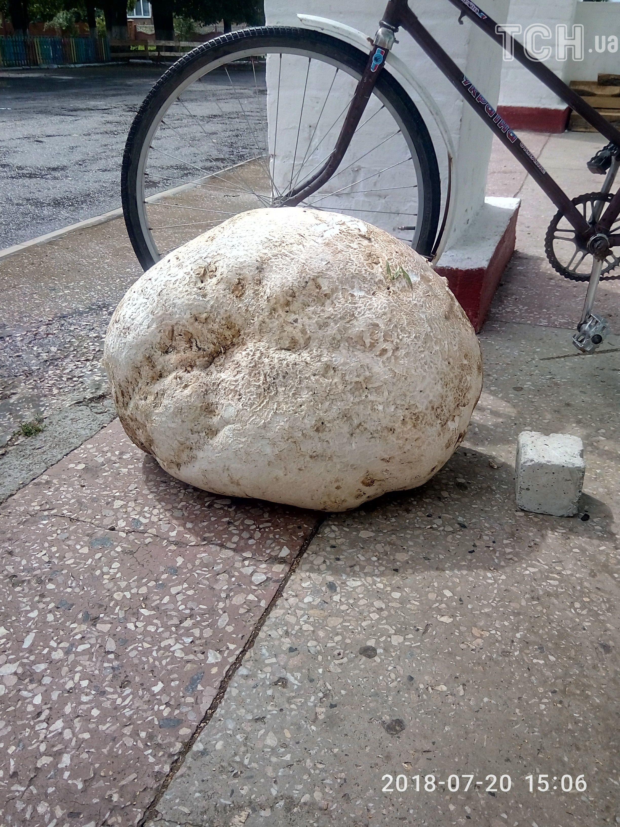 На Київщині знайшли гриб-гігант вагою майже 18 кг — Укрaїнa