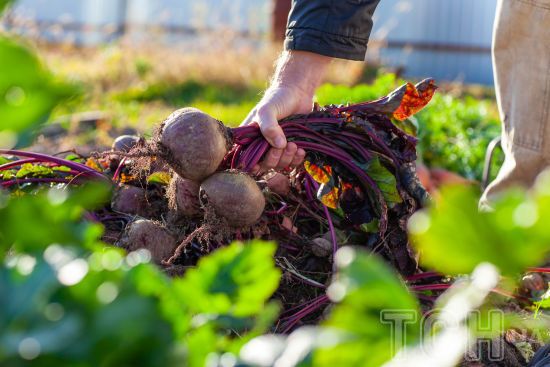 Ще не пізно що посадити в червні щоб отримати гарне цвітіння та гарний урожай Читайте на Ukr Net