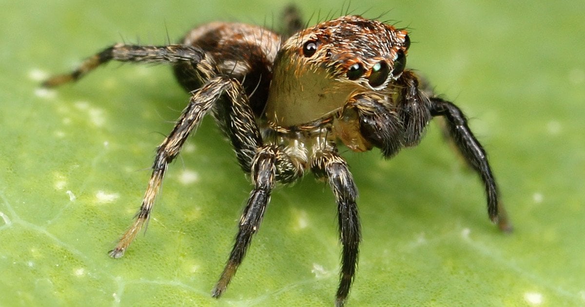 Павуки вміють літати — нове відкриття вчених — Наука та IT