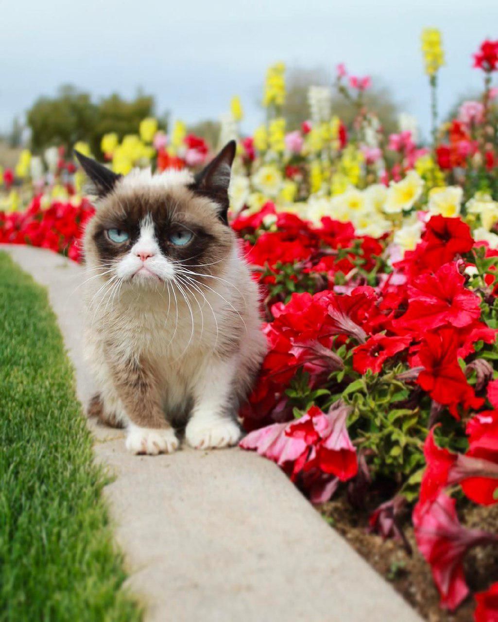 Умерла знаменитая сердитая кошка Grumpy Cat — Курьезы