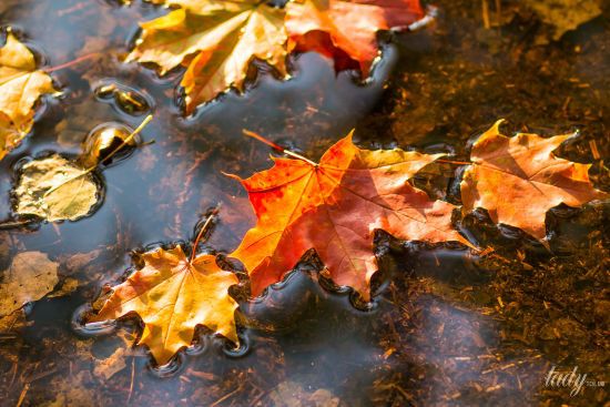 Гороскоп на 4 жовтня для всіх знаків зодіаку день коли потрібно обережно поводитися з грошима