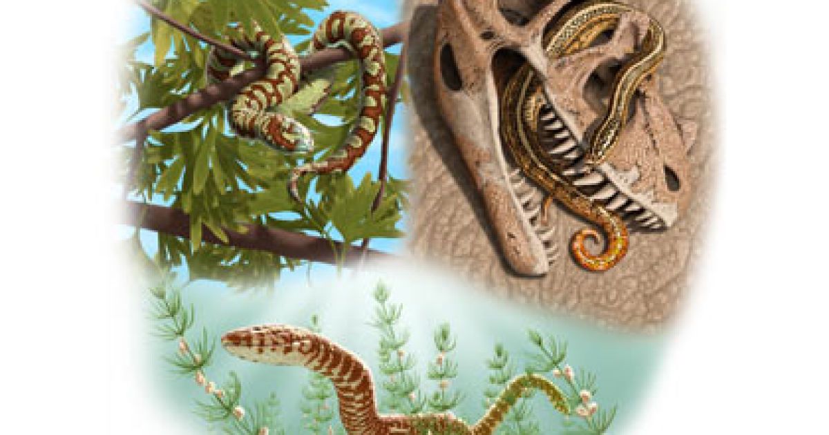 Найдавніші змії їли динозаврів і мали ноги — Наука та IT