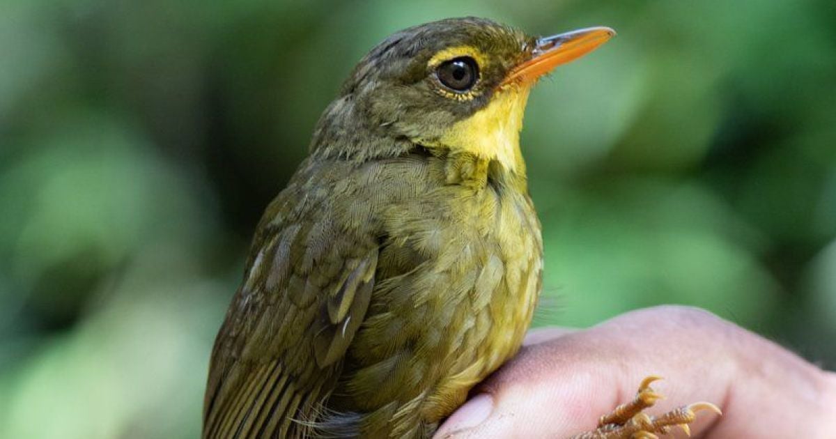 Вчені знайшли на Мадагаскарі птахів, яких вважали вимерлими чверть ...