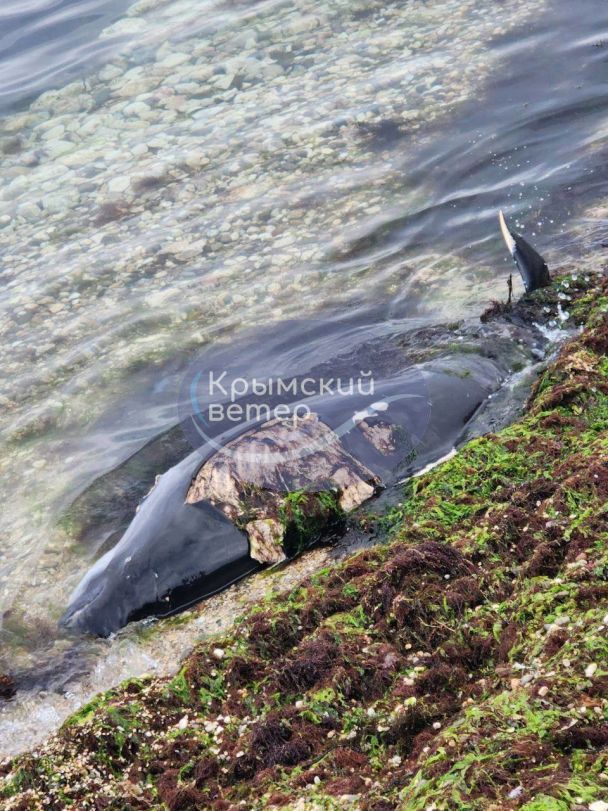 Ecological disaster in Crimea due to the war - photos