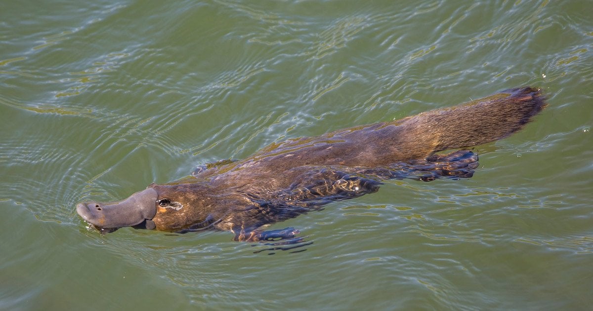 Отрута качкодзьоба – вчені розкрили, чому укус цього ссавця такий ...