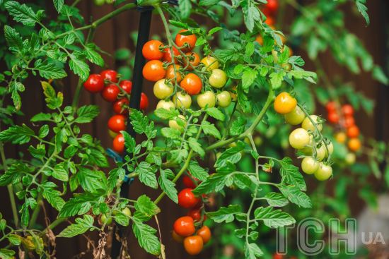 Коли садити город як вибрати найкращий час щоб отримати рясний урожай Читайте на Ukr Net