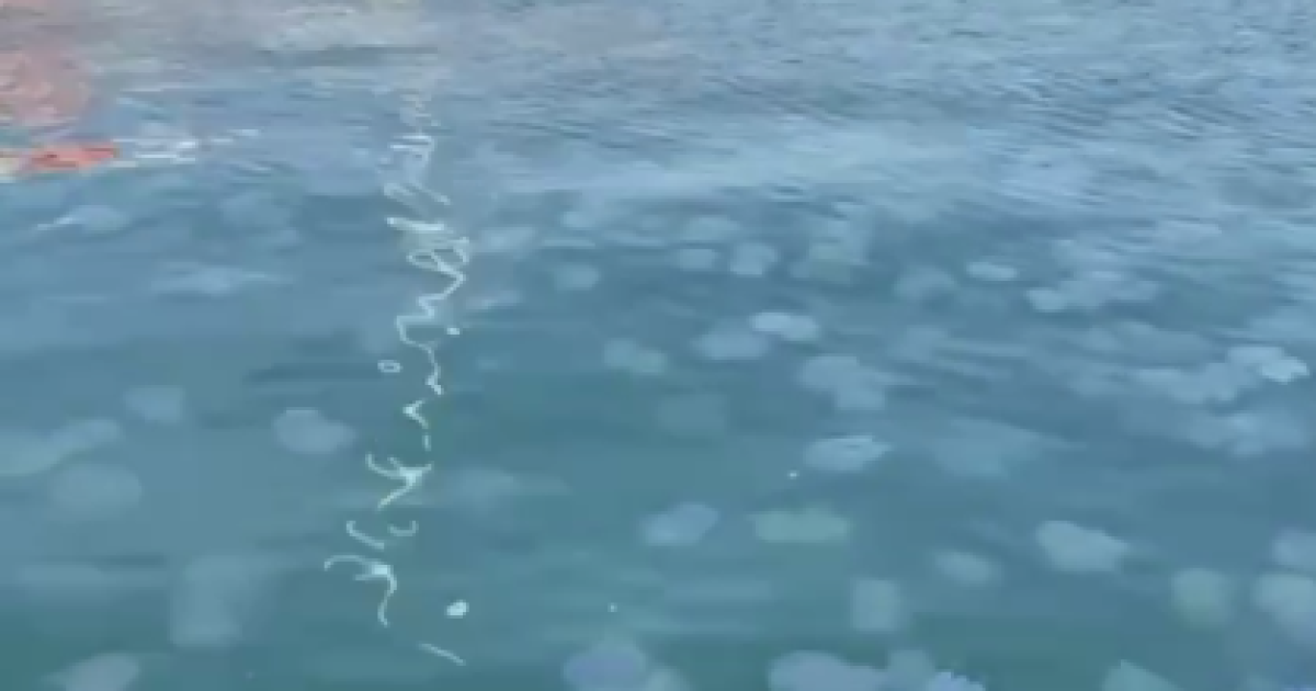 Новини Одеси: на Чорному морі помітили навалу медуз - відео — Укрaїнa