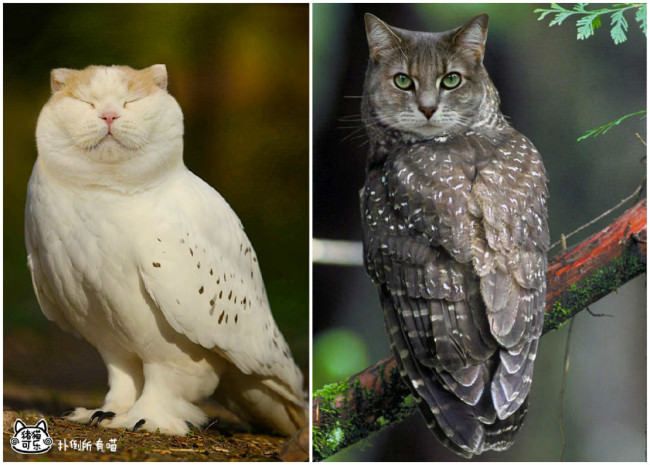 Мастера Photoshop "создали" новых зверюшек — Курьезы