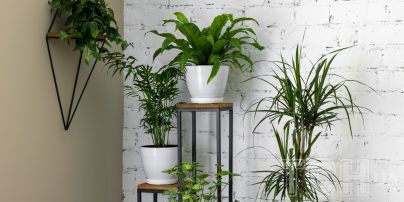 Дім — lady.tsn.ua