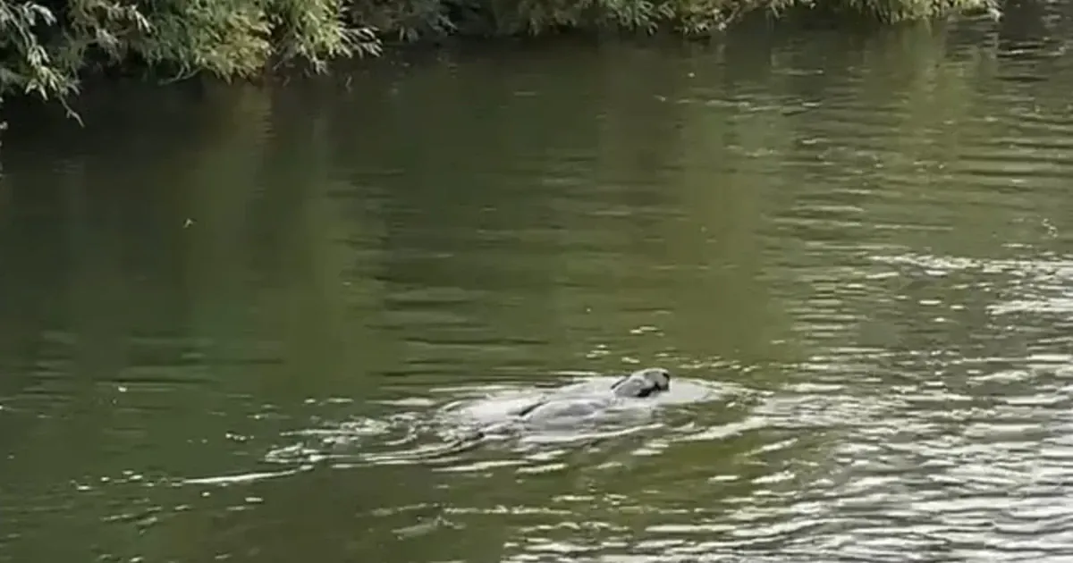 Загадкова істота у Темзі нагадала британцям Лохнеське чудовисько ...