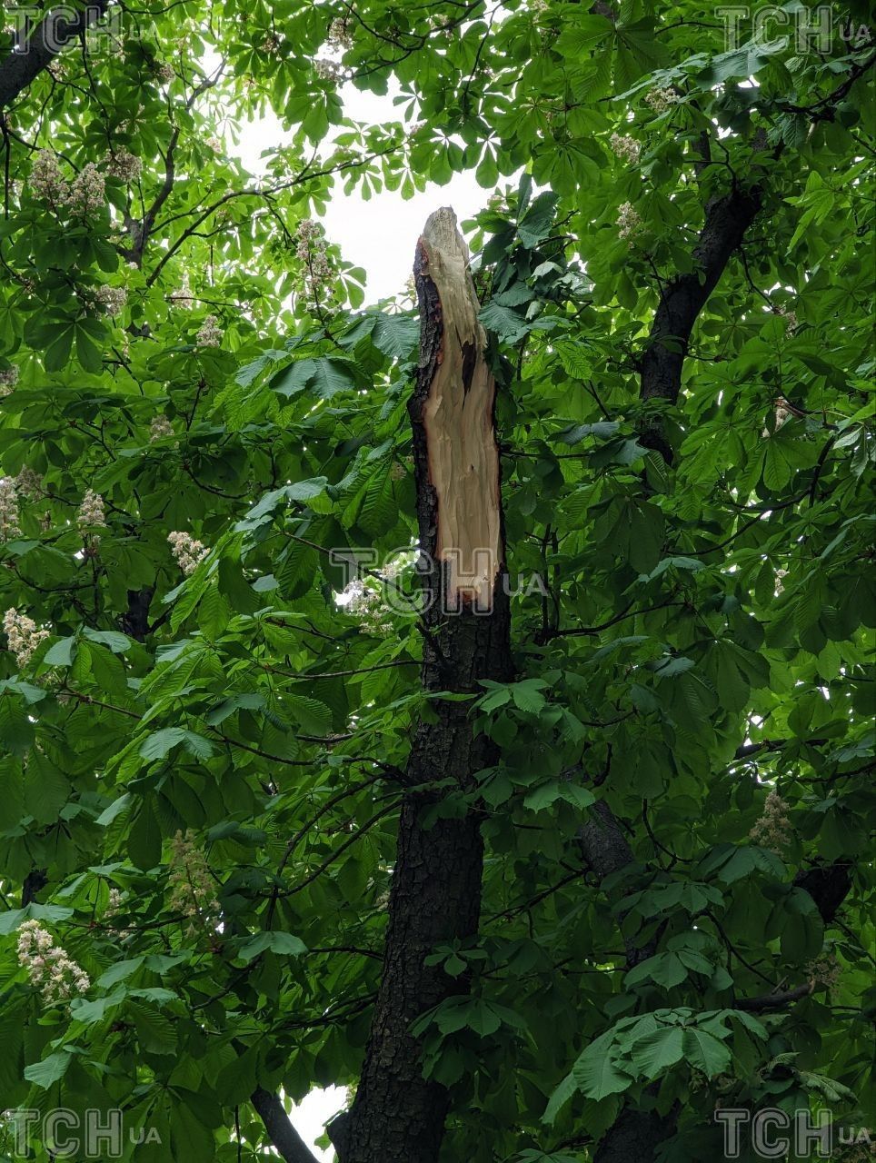 "Debris of Russian missiles were stopped by trees": details of the ...