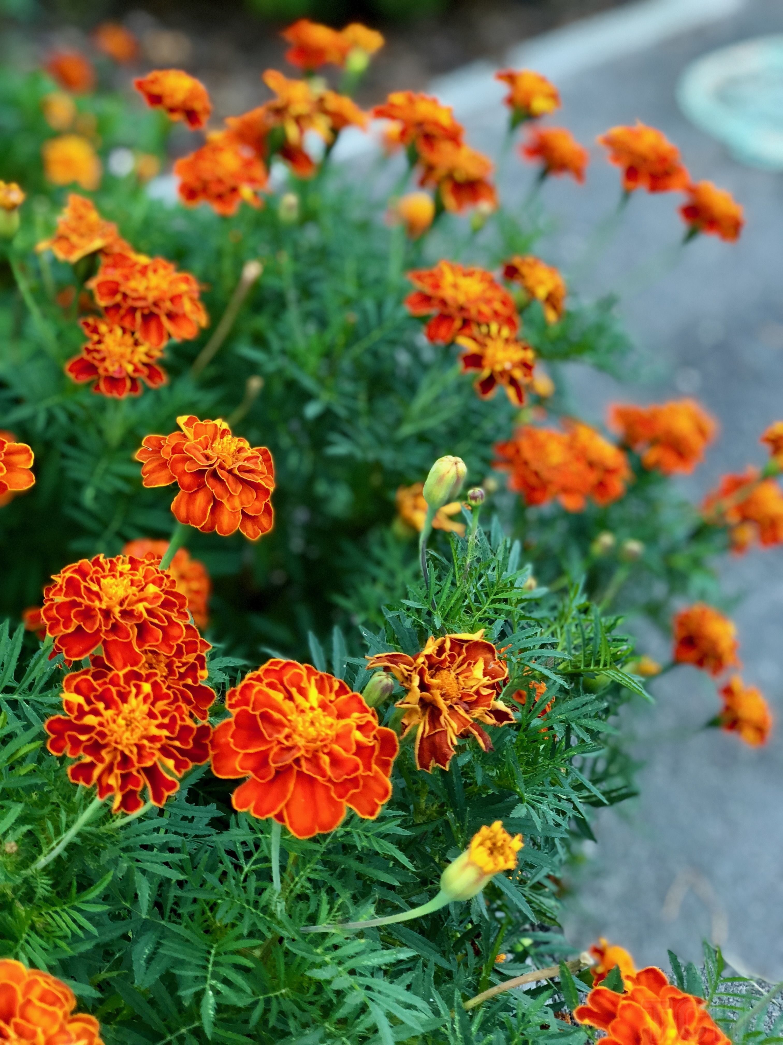 Растения, которые прогонят клопов из вашего сада — Дом