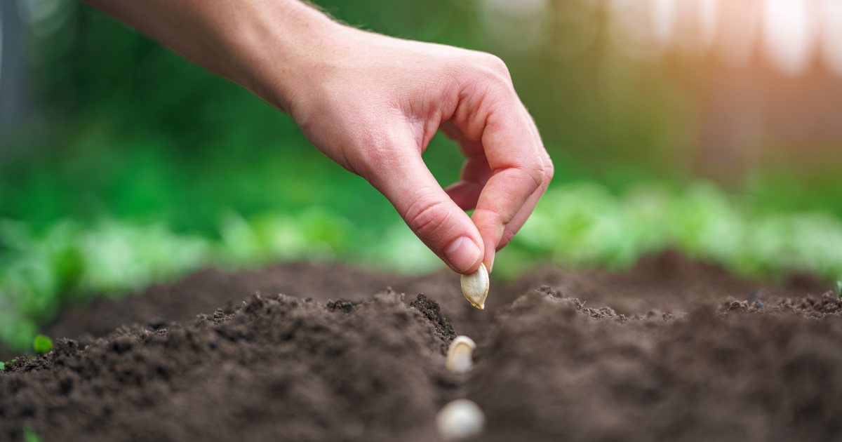 Посівний календар на березень 2025 року за днями — Різне