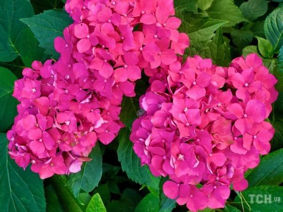 Гороскоп на 14 серпня для всіх знаків зодіаку день коли можна досягти будь якої мети Читайте