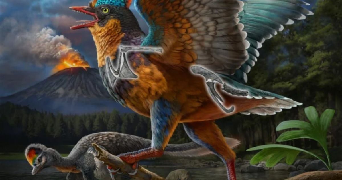 Древние птицы юрского периода: ученые совершили открытие, изменяющее историю эволюции — Наука и IT
