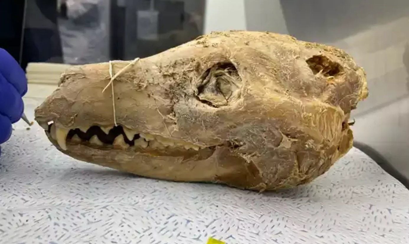 Вчені намагаються повернути до життя вимерлого тасманійського тигра ...