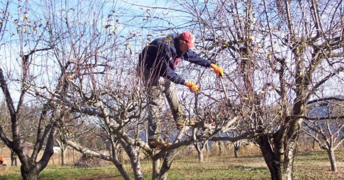 Як обрізати плодові дерева навесні: основні правила, схема — Різне
