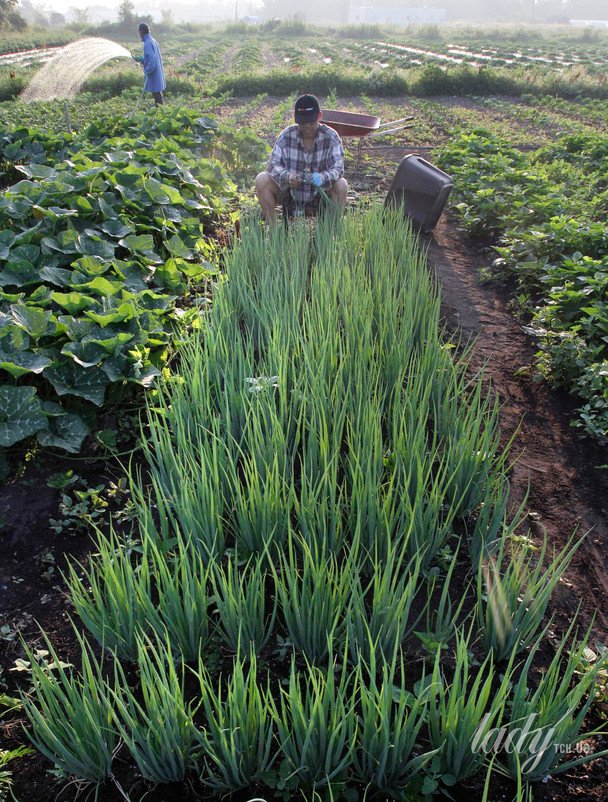 Як правильно садити цибулю навесні щоб мати гарний врожай Читайте на Ukr Net