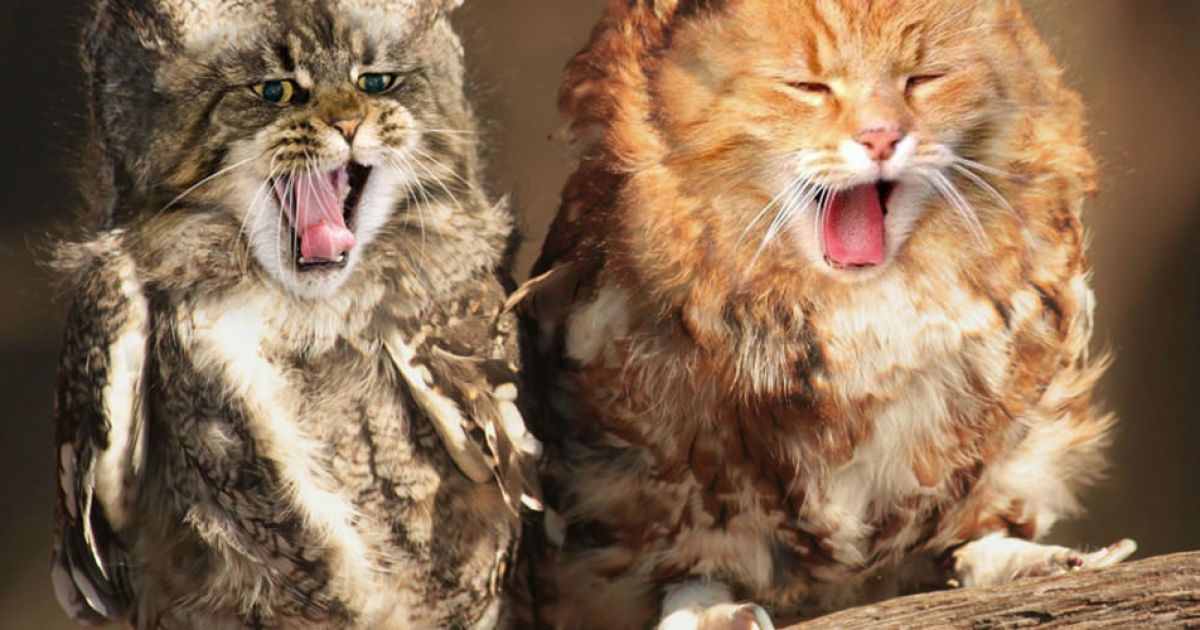 Мастера Photoshop "создали" новых зверюшек — Курьезы