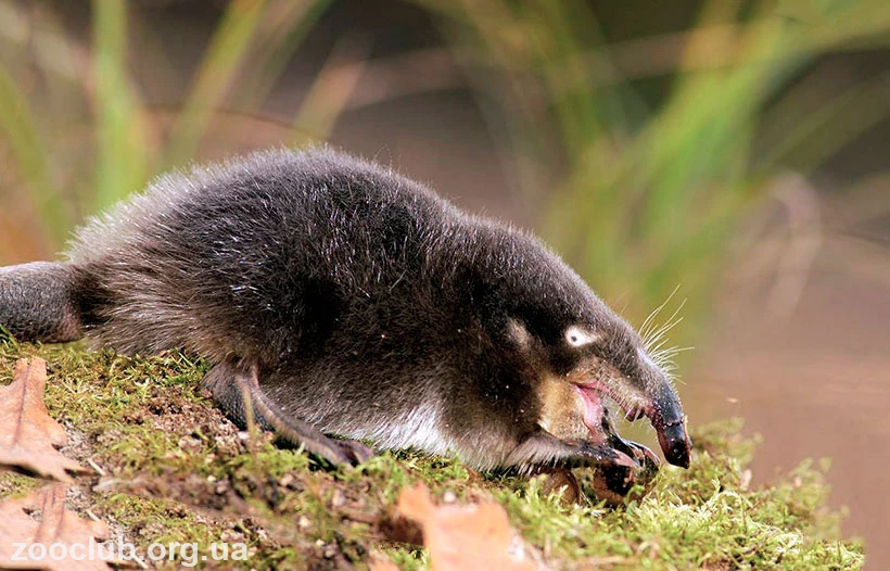 The Russians are killing everything: an animal that has existed for 23 ...
